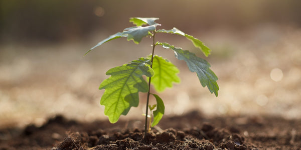 What is Carbon Offsetting Solution, Greenwashing - Lochtree